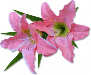 Carter Creations | Milwaukee Florist