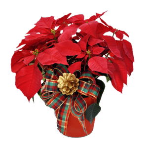 Carter Floral | Flower Shop in Milwaukee